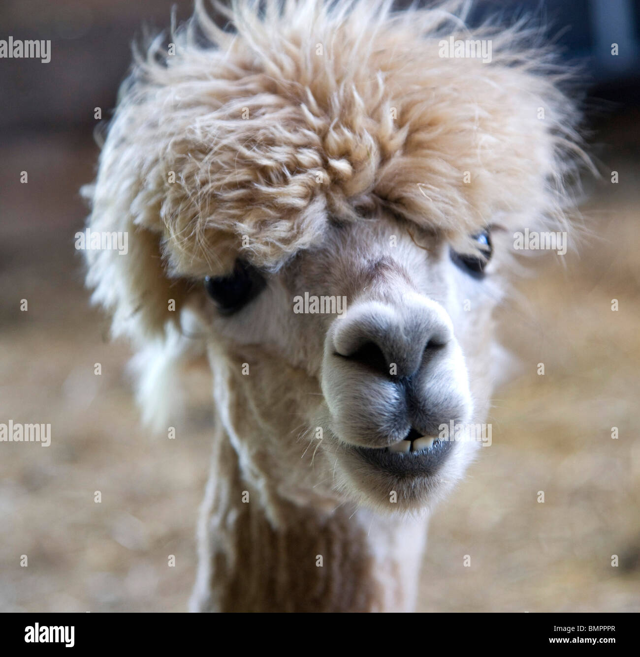 Llama andes carrying hi-res stock photography and images - Alamy
