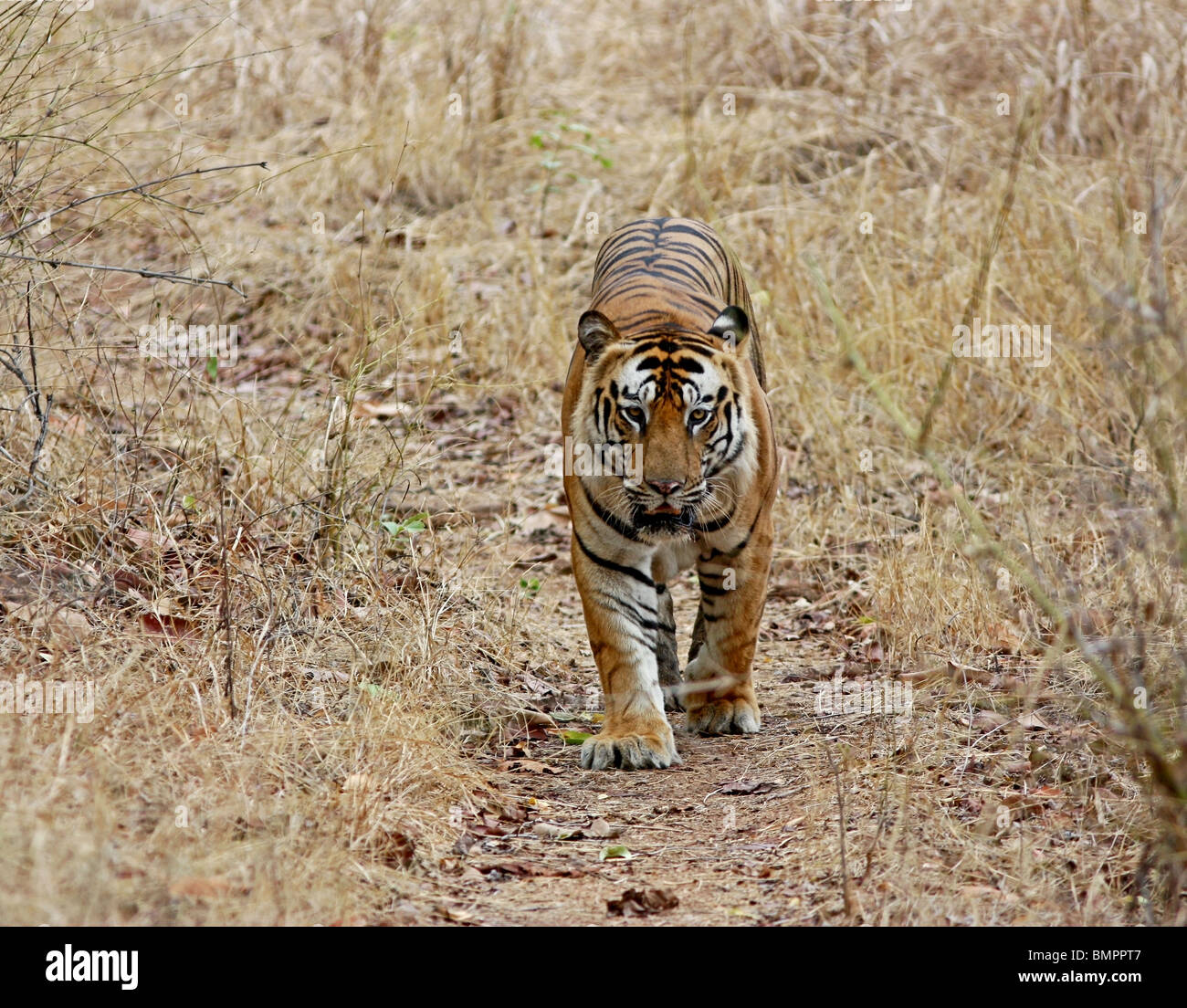 A huge male Tiger walks straight head on in Bandhavgarh National Park ...