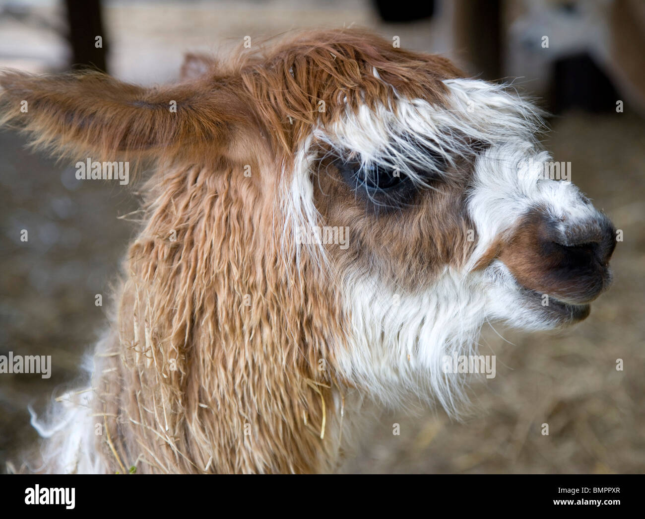 Llamas carrying hi-res stock photography and images - Alamy