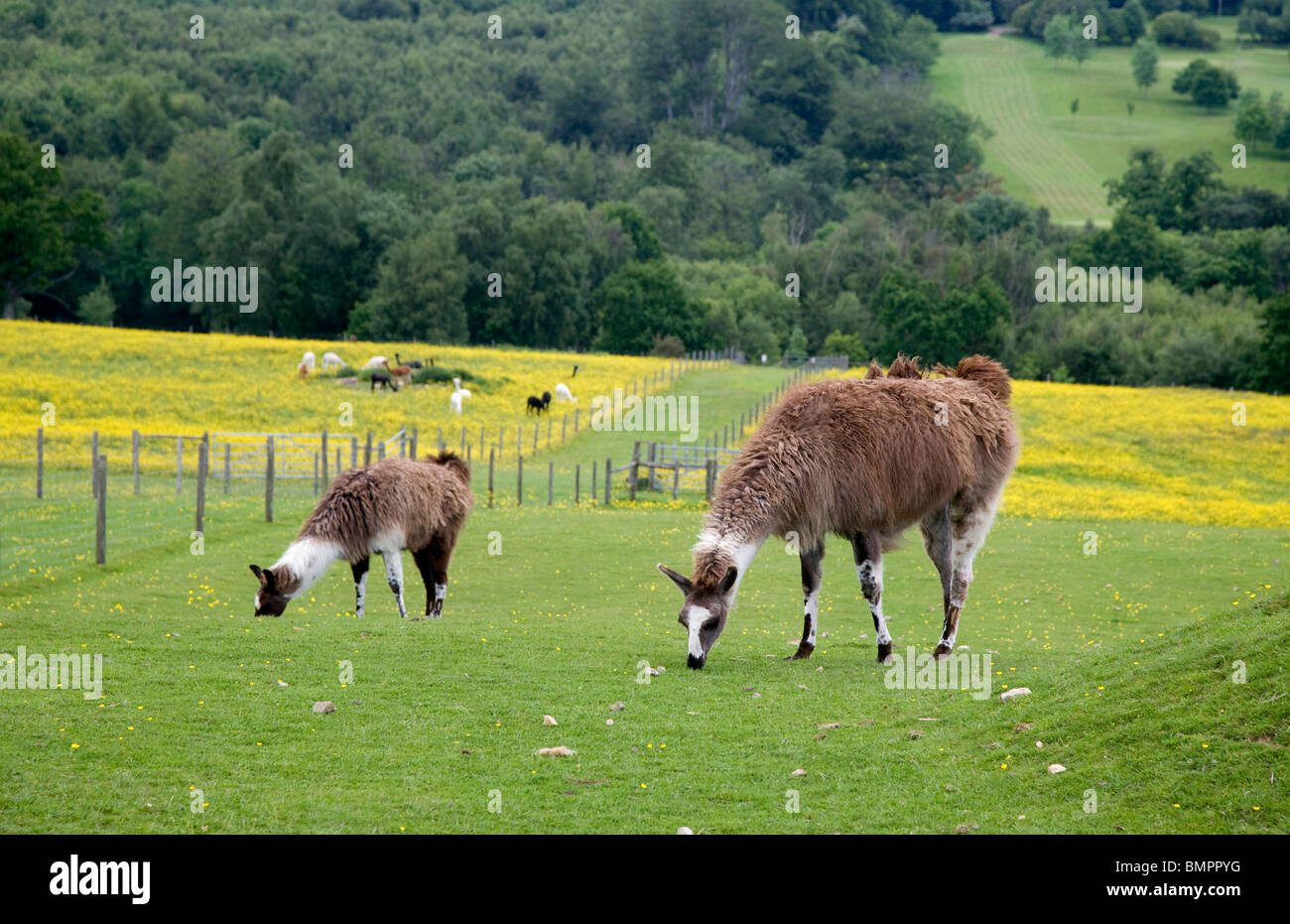 Llamas hi-res stock photography and images - Alamy