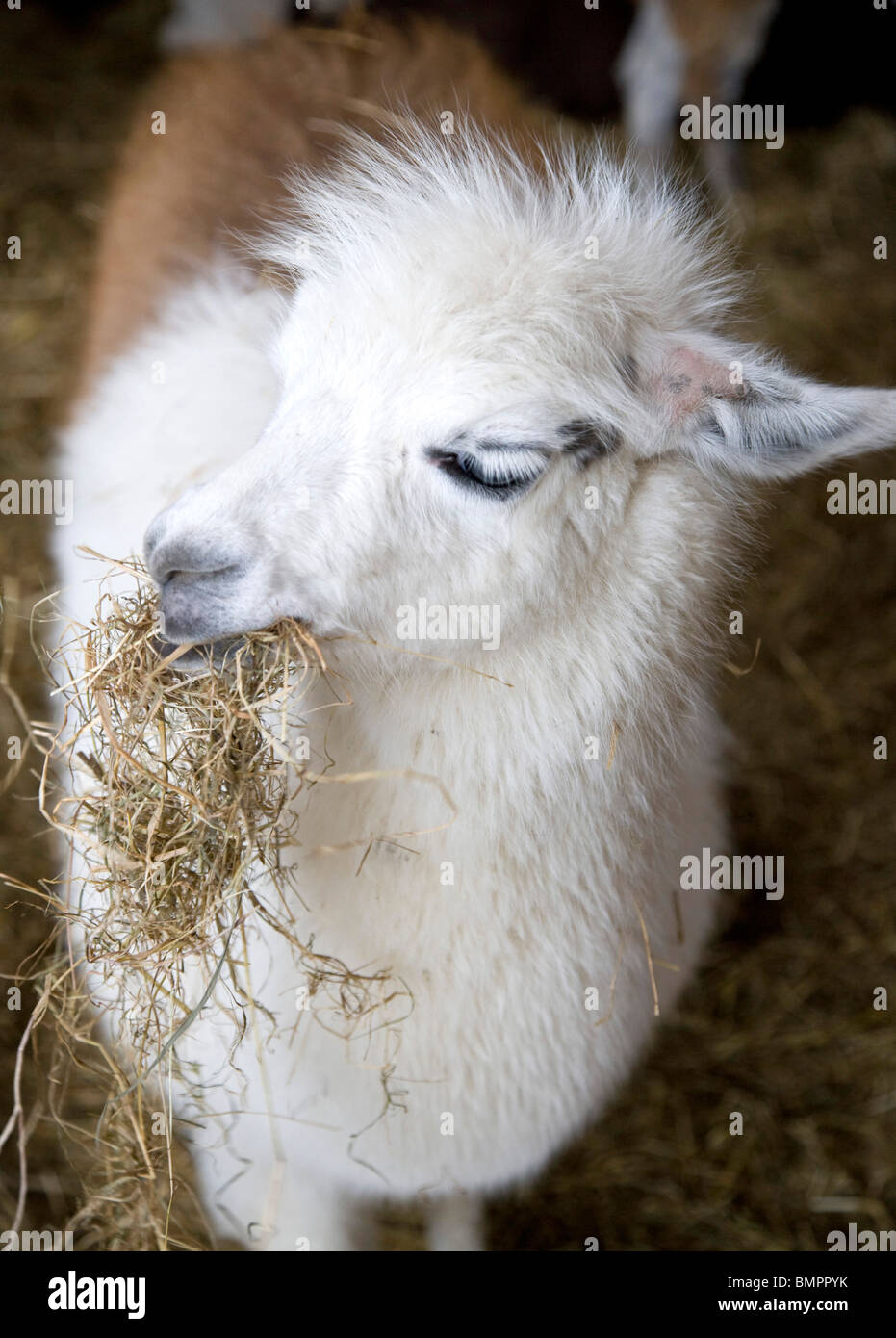 Llamas eating hi-res stock photography and images - Alamy