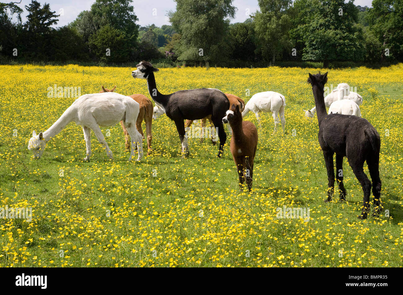 Llama babies hi-res stock photography and images - Alamy