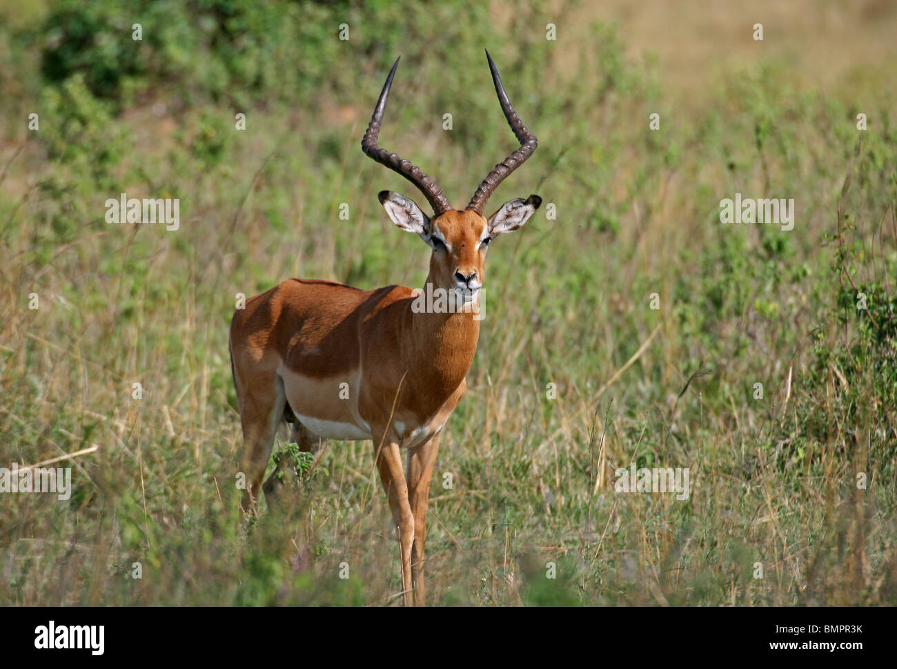 Male Impala Deer standing in Masai Mara National Reserve, Kenya, Africa ...