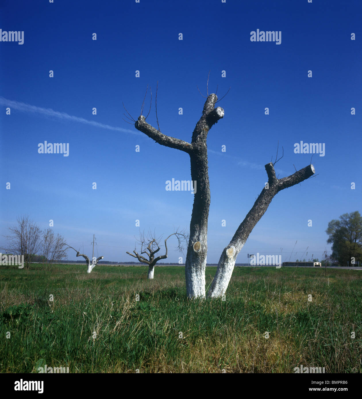Severe cut back Stock Photo - Alamy