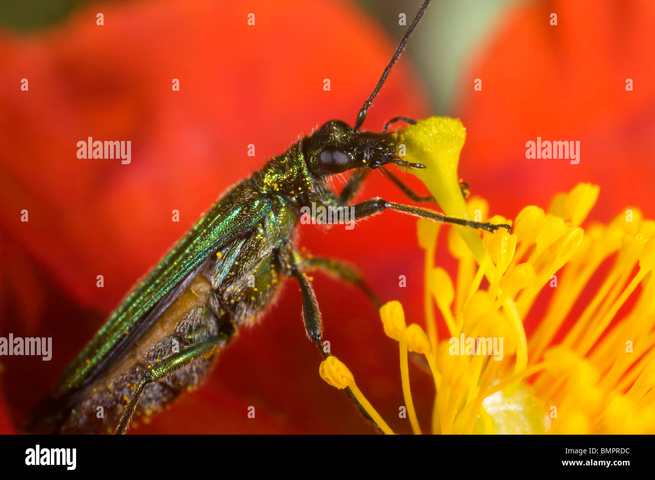 oedemera nobilis, a green metallic pollen-eating beetle found in ...