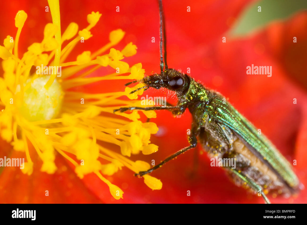 oedemera nobilis, a green metallic pollen-eating beetle found in ...