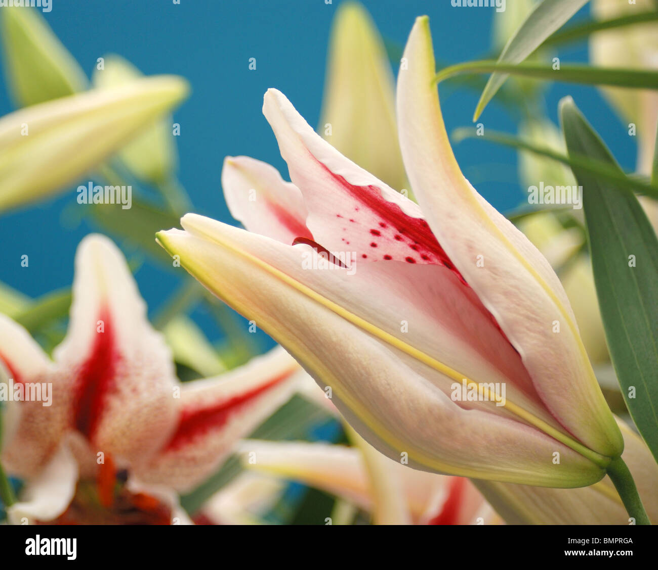 Lily "Tigerwoods" flowers in Keukenhof Netherlands Stock Photo - Alamy