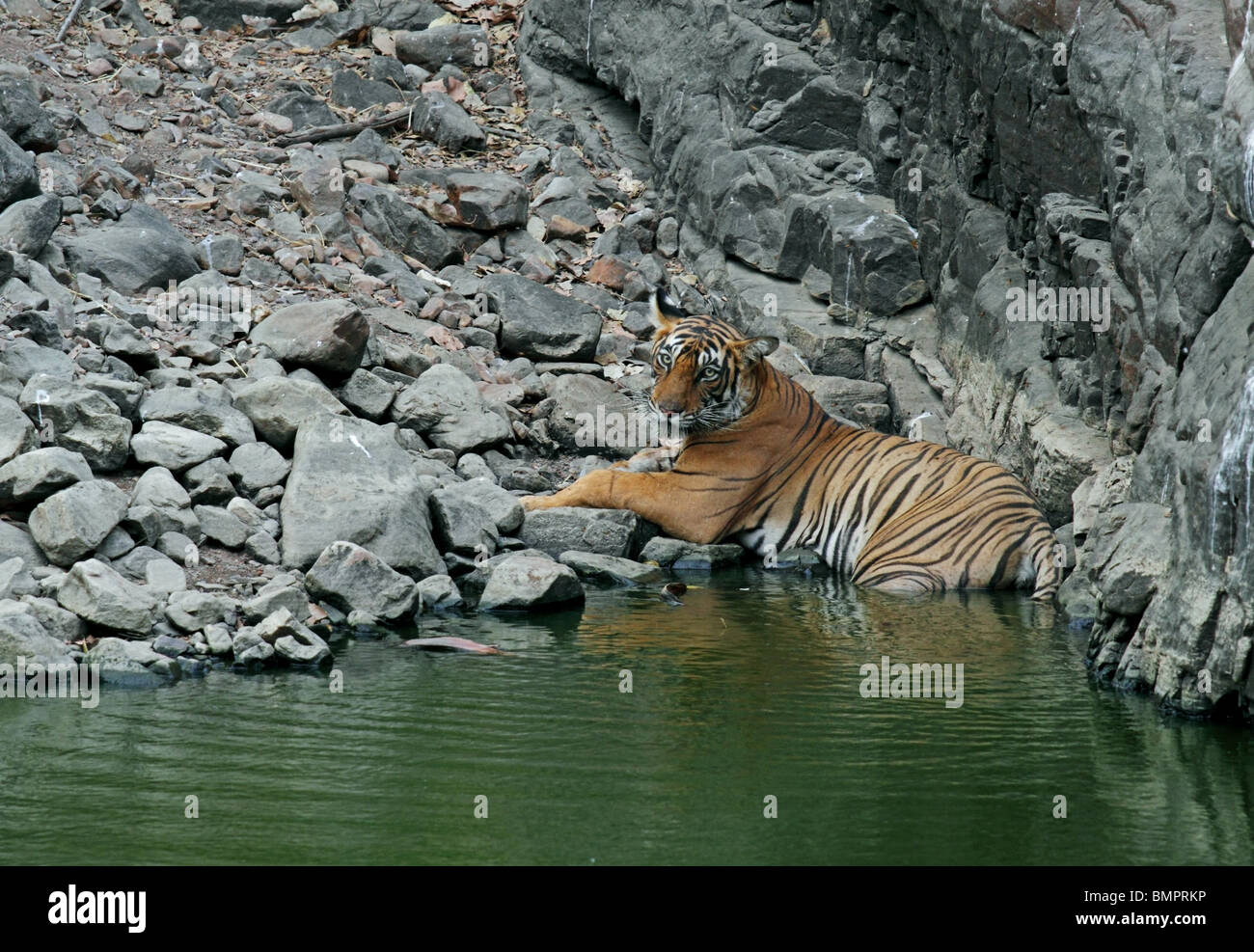 Tiger in water hi-res stock photography and images - Alamy