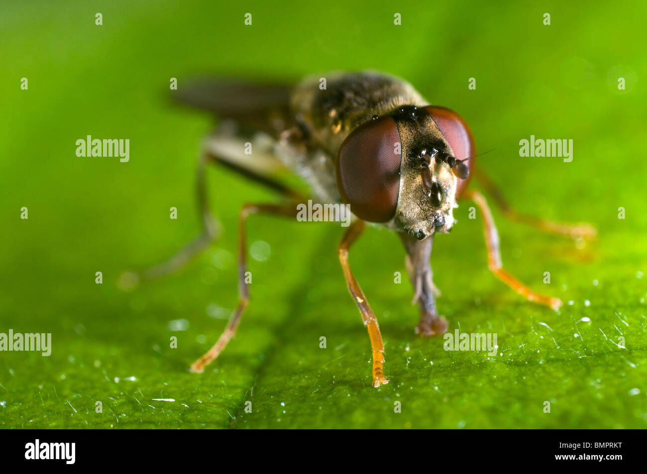 Extreme close up of the head of the syrphid or hover fly, Eupeodes ...