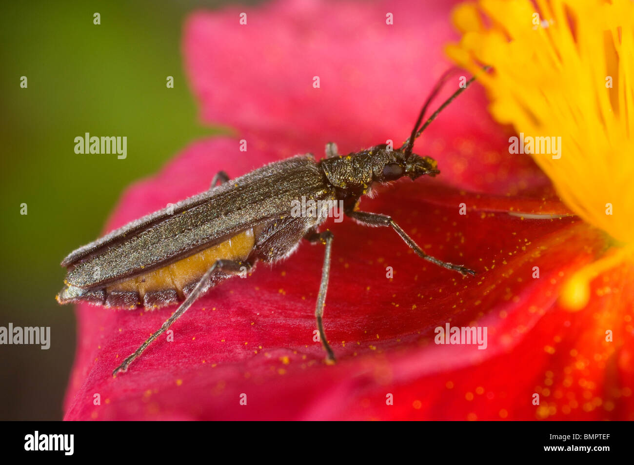 oedemera nobilis, a green metallic pollen-eating beetle found in ...