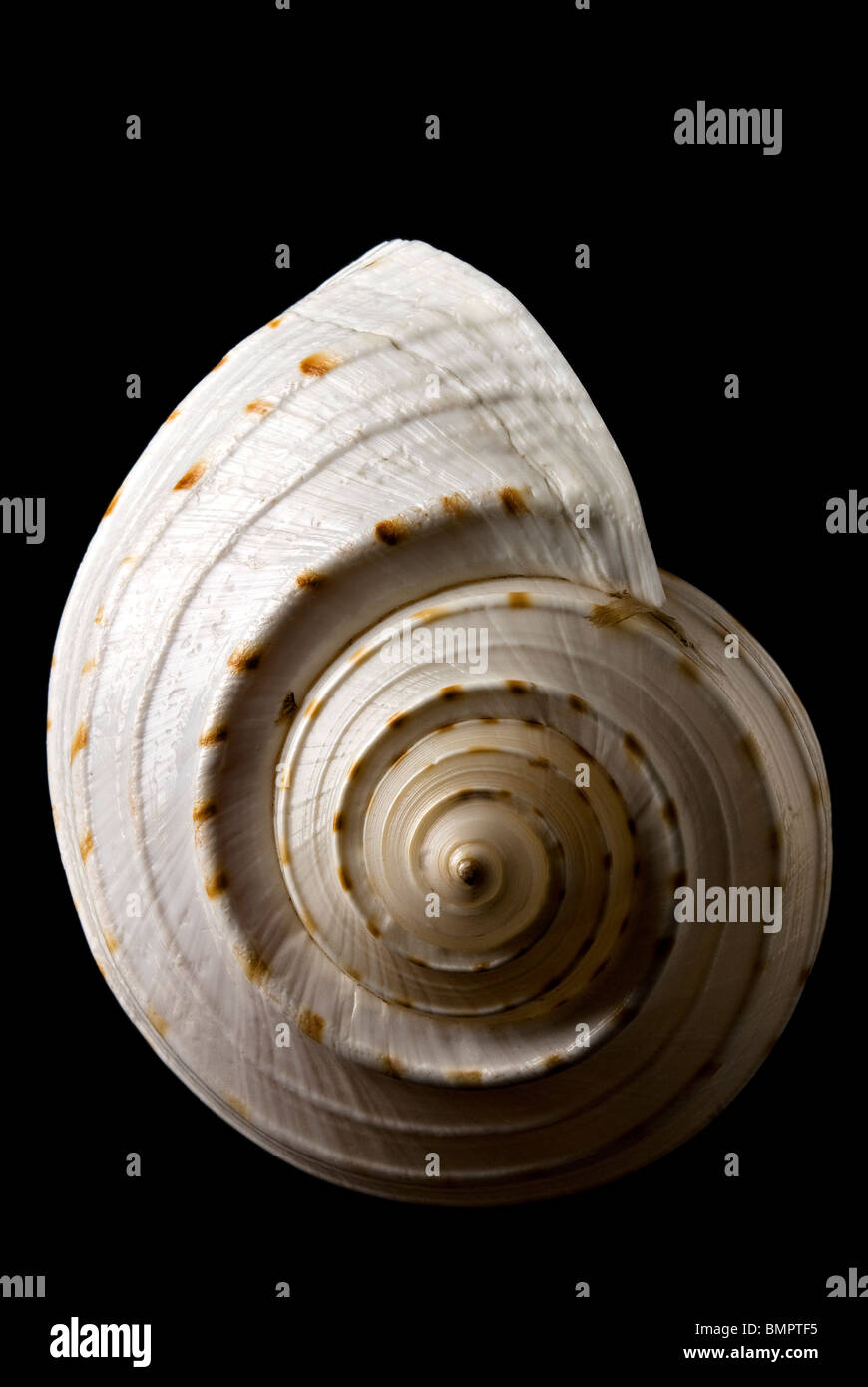 Spiral sea shell hi-res stock photography and images - Alamy