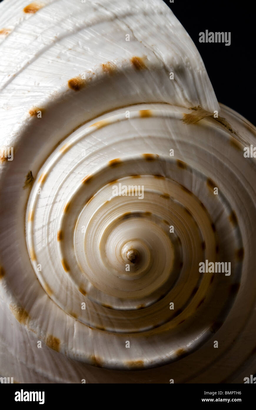 Shell spiral hi-res stock photography and images - Alamy