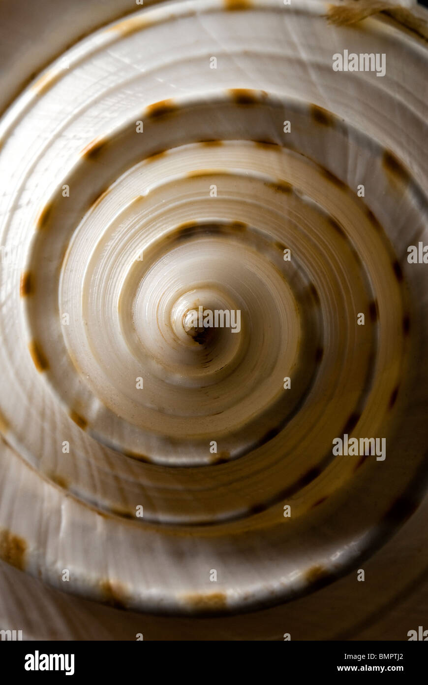 Close up shell spiral detail hi-res stock photography and images - Alamy