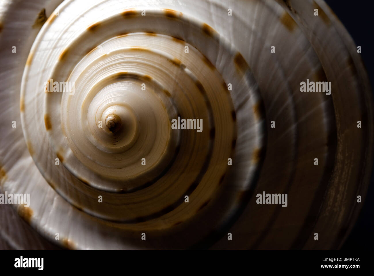 Close up shell spiral detail hi-res stock photography and images - Alamy