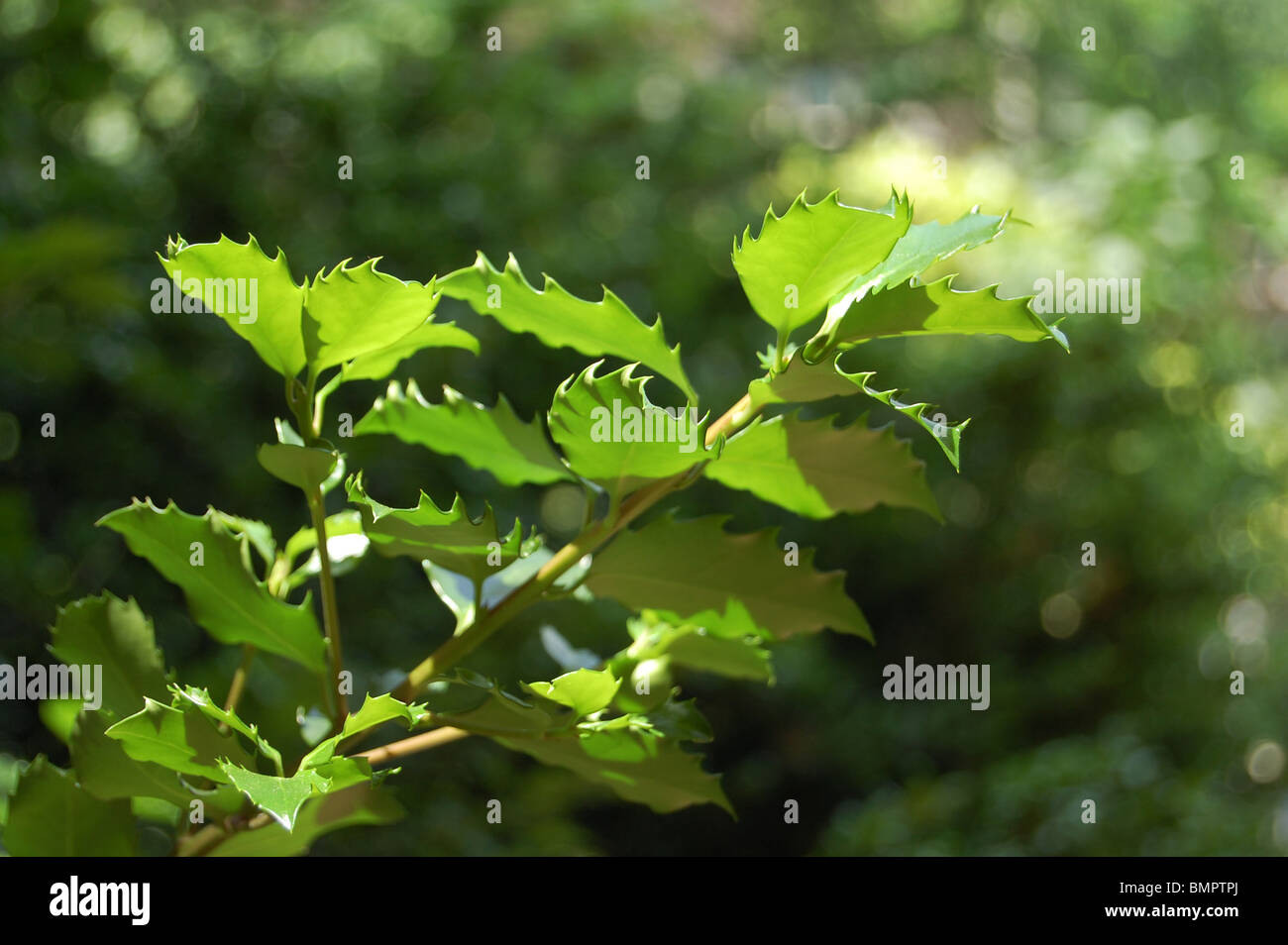 Branch of holly Stock Photo - Alamy