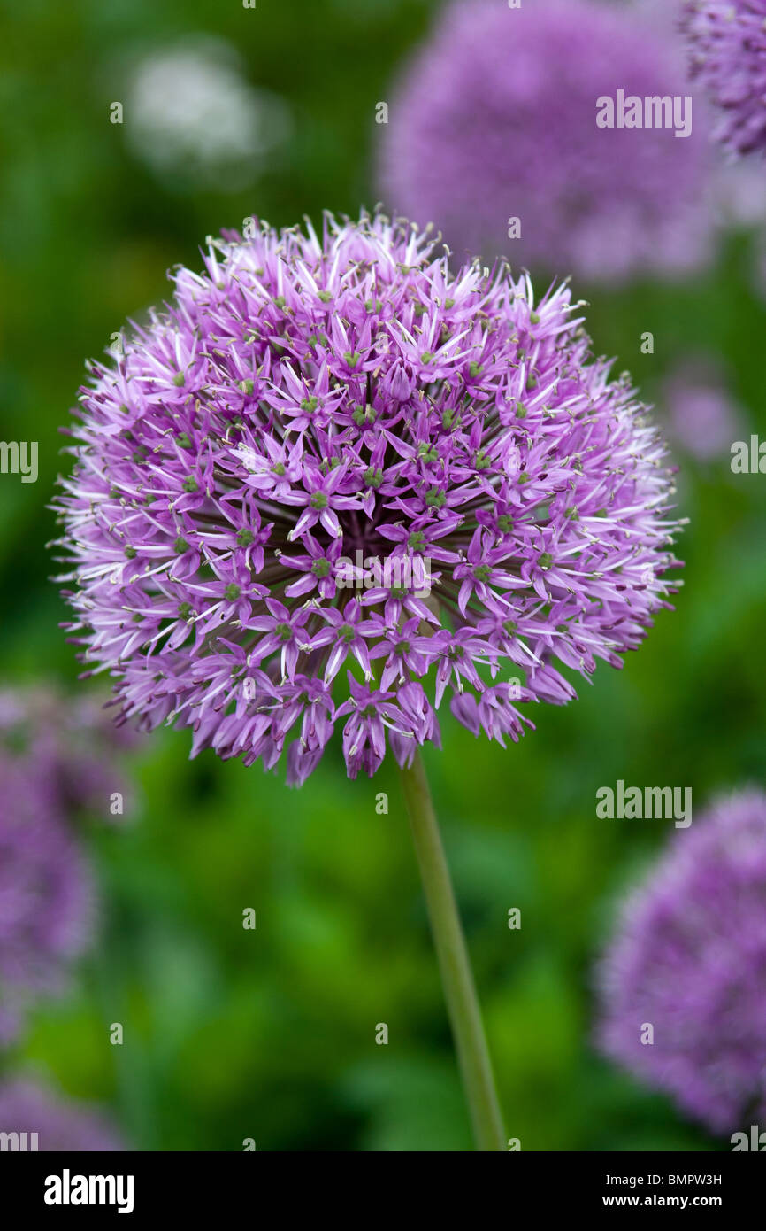 A large purple flower head Stock Photo - Alamy