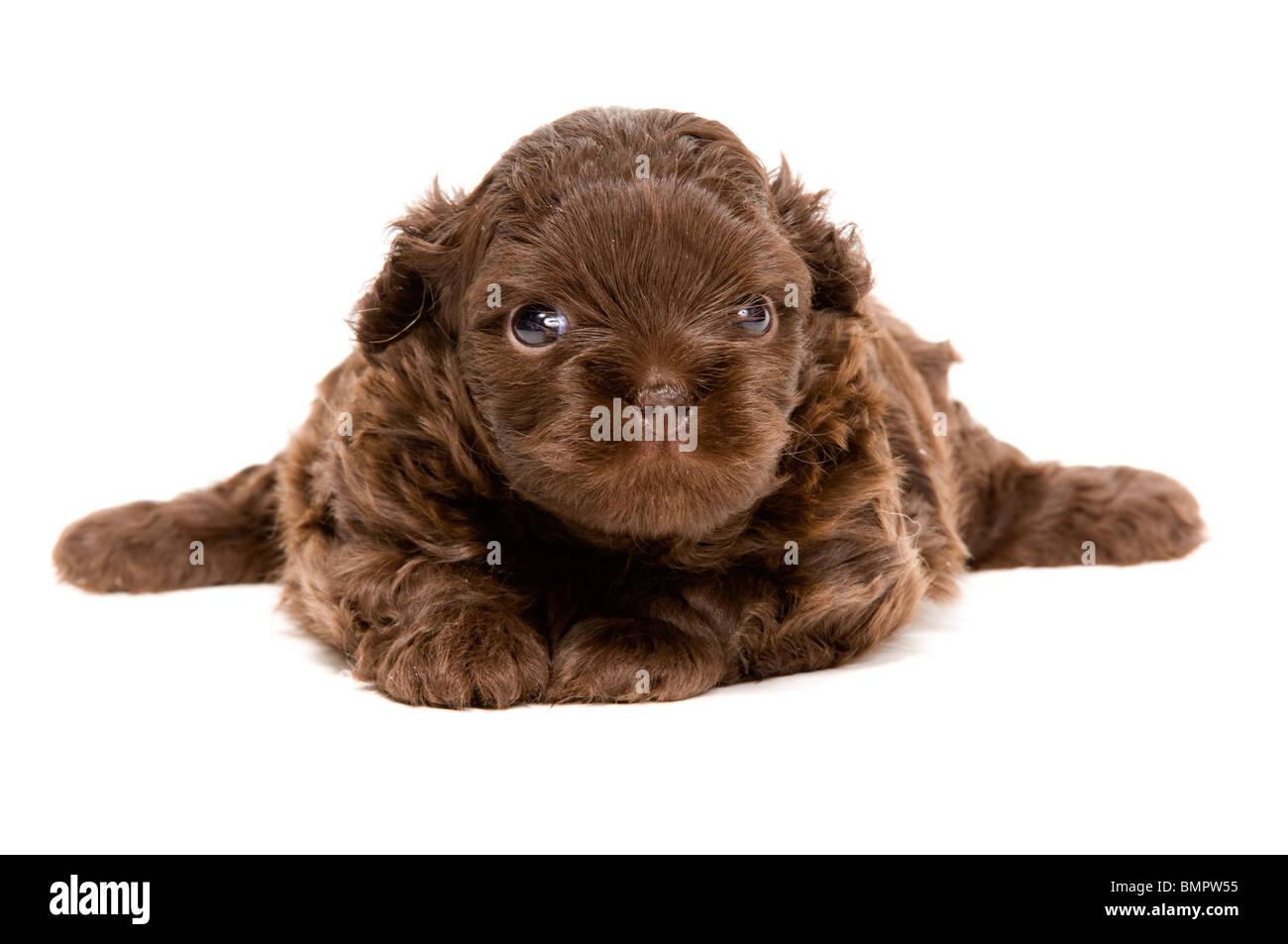 Lap dog hi-res stock photography and images - Alamy