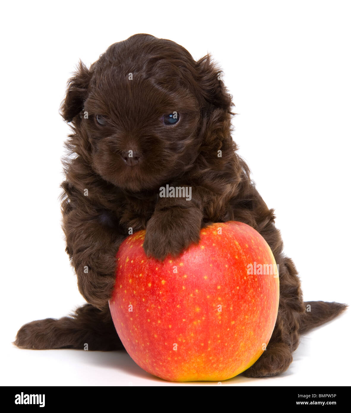 Puppy with apple hi-res stock photography and images - Alamy