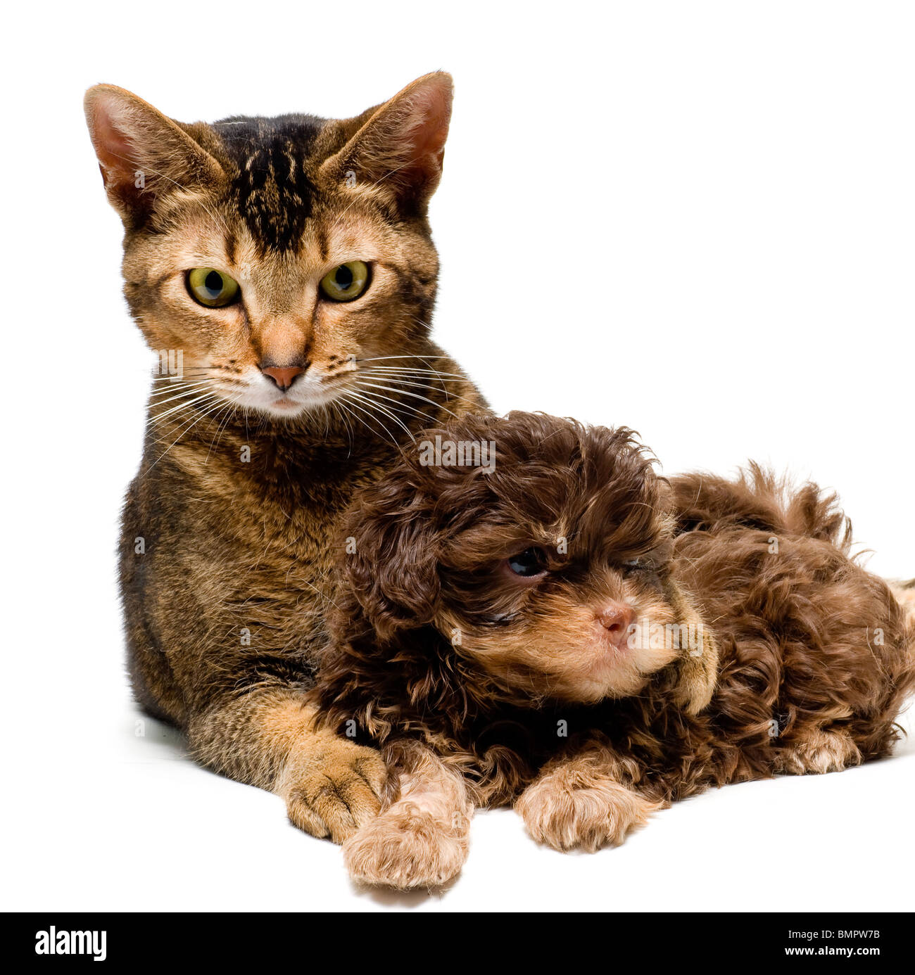 Lapdog hi-res stock photography and images - Alamy