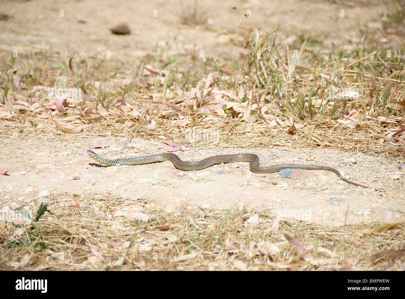 Balkan Whip snake Crete Greece Stock Photo - Alamy