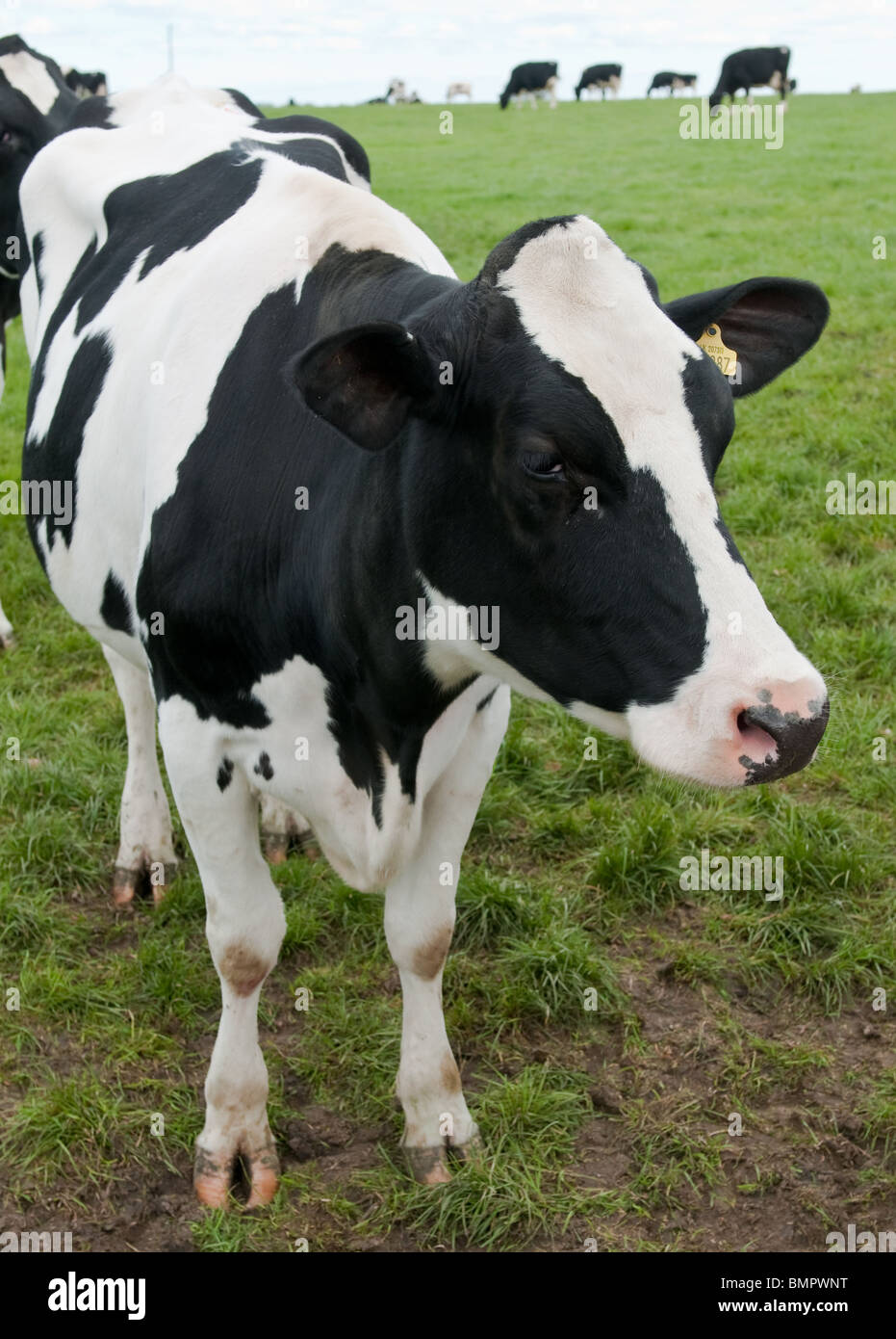 Dairy cows in fields, Leicestershire, England Stock Photo - Alamy