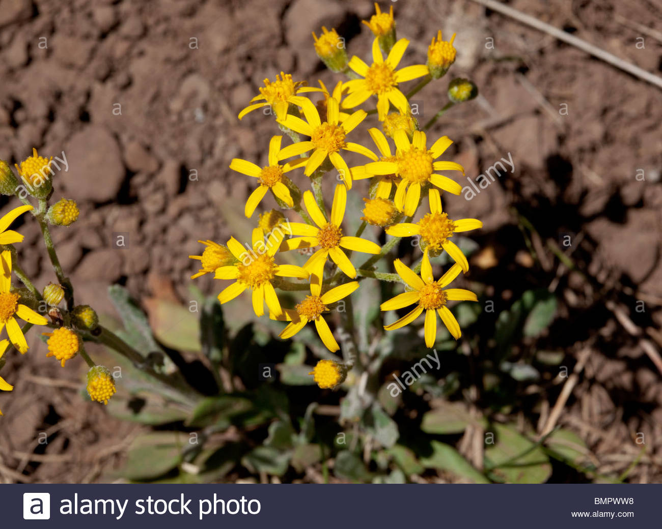 Butterweed High Resolution Stock Photography and Images - Alamy