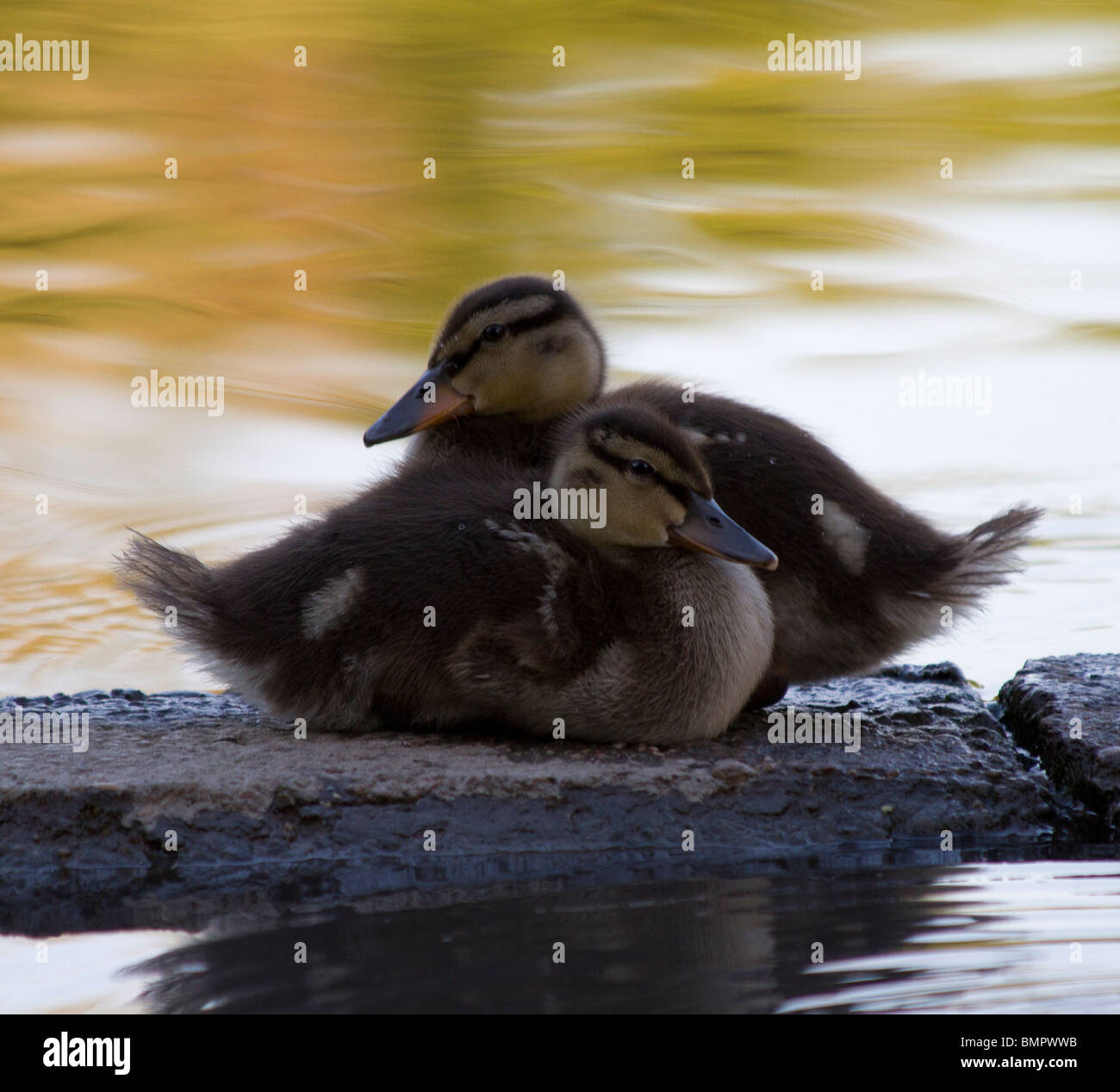 Two ducklings resting by the waterside Stock Photo - Alamy
