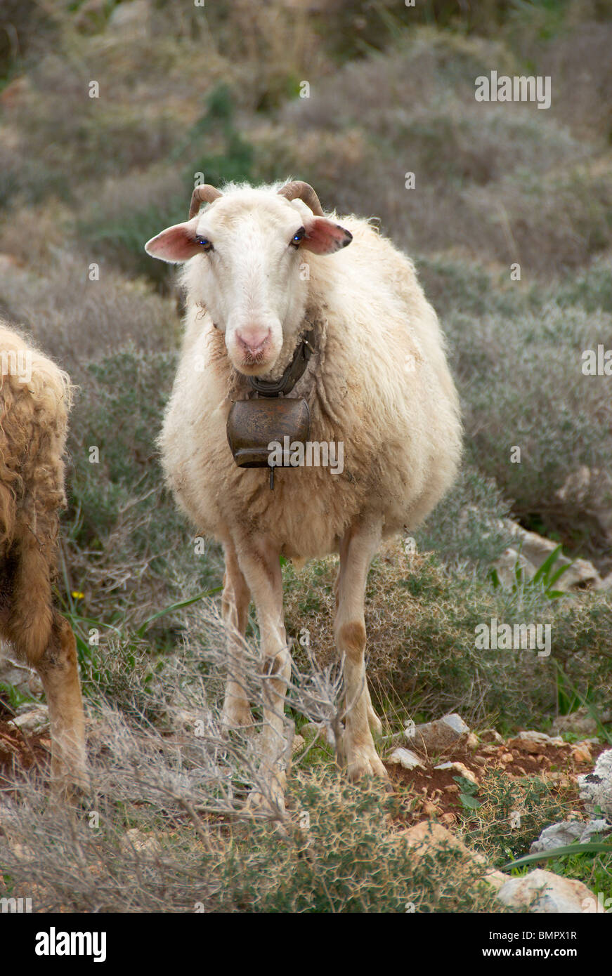 Bell around neck hi-res stock photography and images - Alamy