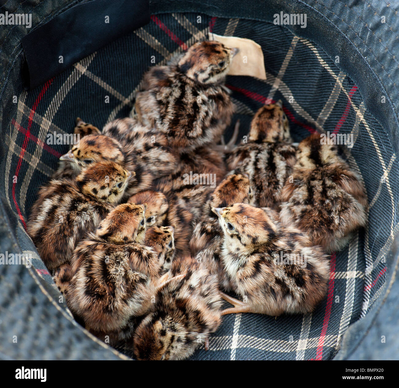 Grey partridge game bird hi-res stock photography and images - Alamy