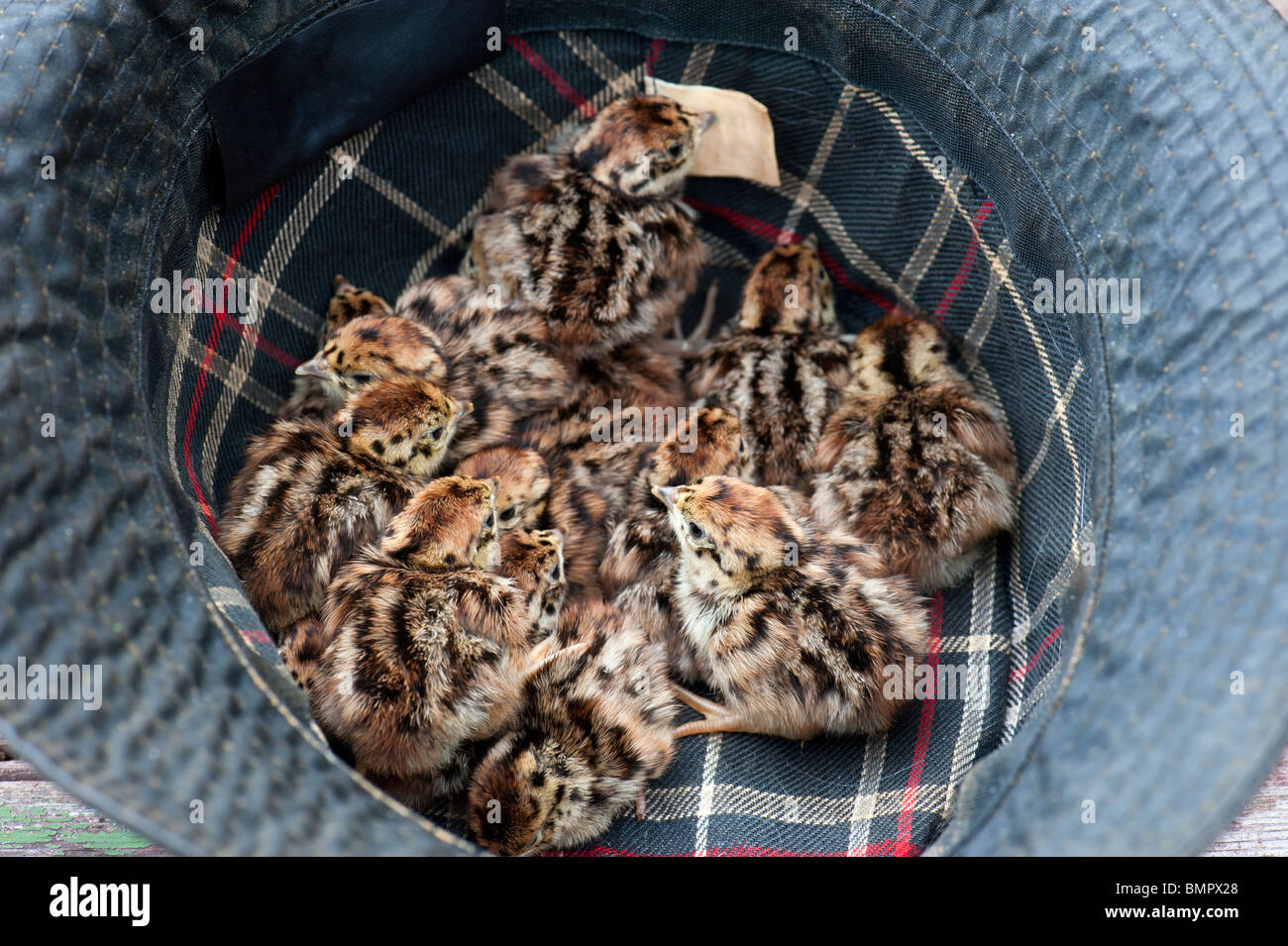 Freshly born High Resolution Stock Photography and Images - Alamy