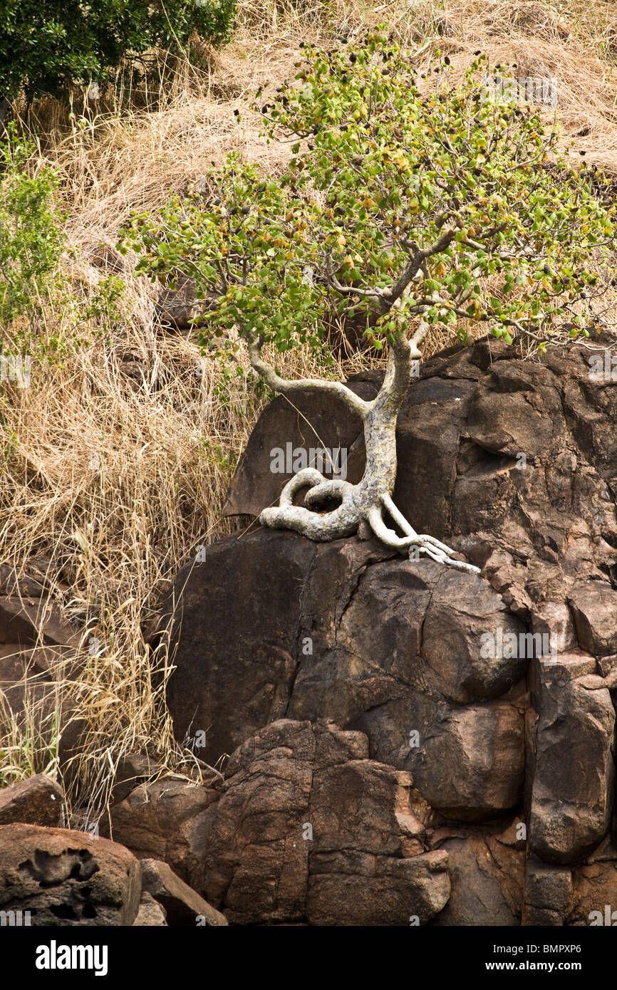 This opportunistic rock fig tree has managed to take root in a crack in ...