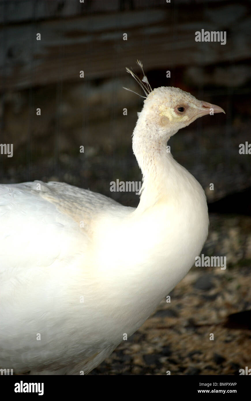 Pea Fowl among Mallards in bird cage Stock Photo - Alamy