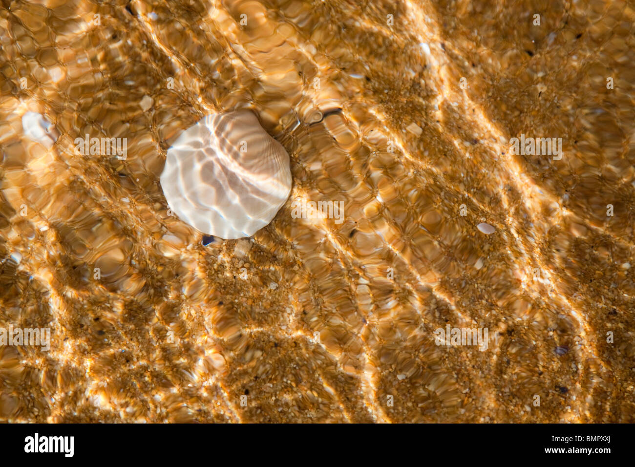 Seashell under clear water on beach at Wharariki beach, South Island ...