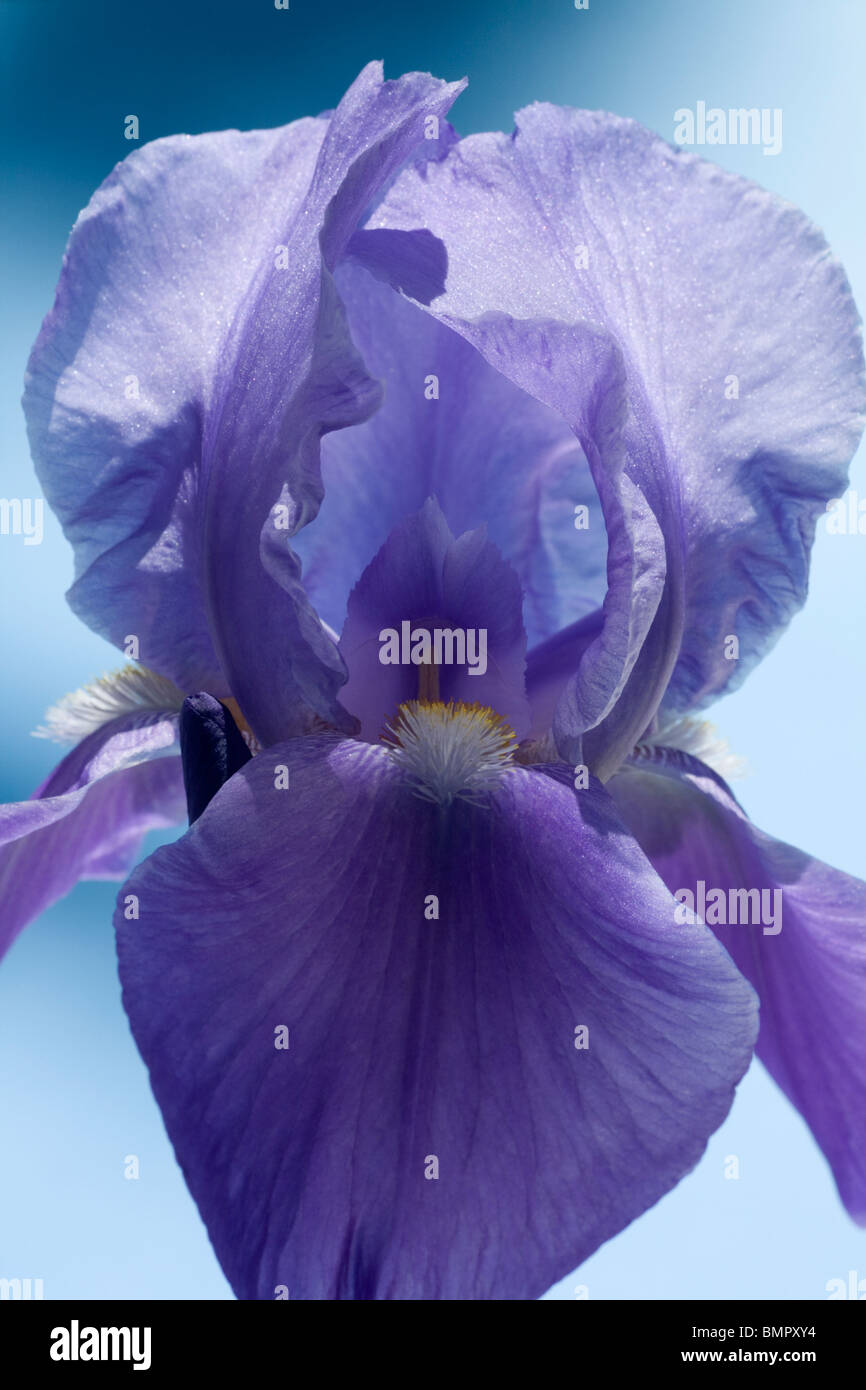 Pale blue iris flower hi-res stock photography and images - Alamy