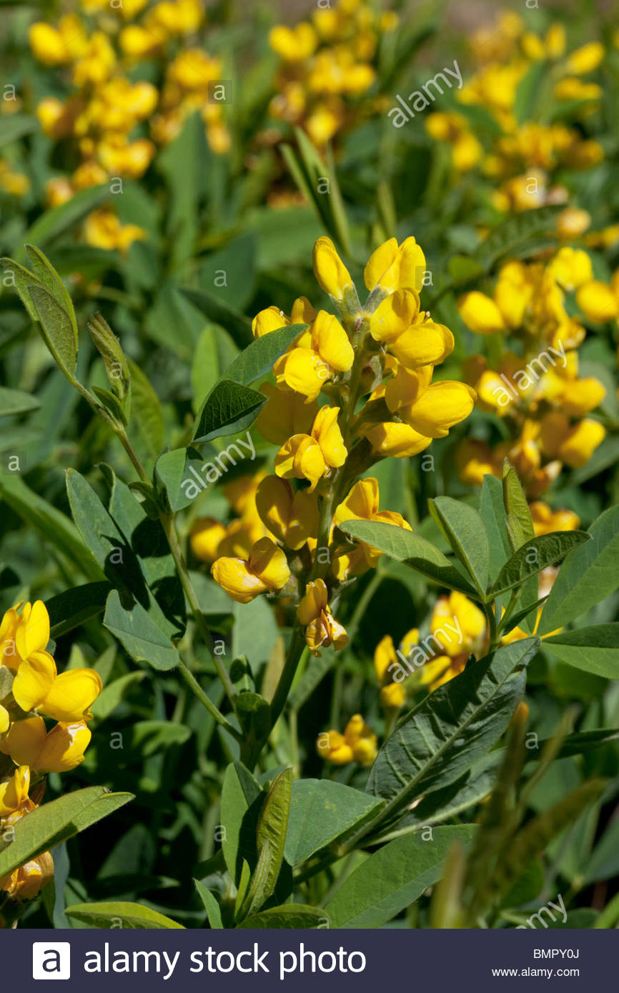 Thermopsis Rhombifolia High Resolution Stock Photography and Images - Alamy