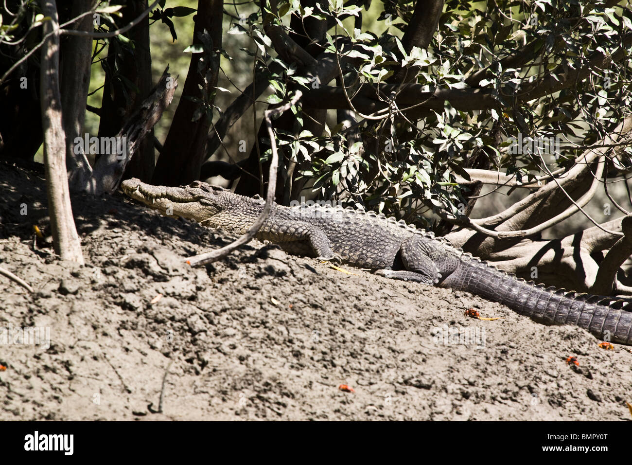 This saltwater crocodile Crocodylus porosus was observed during a ...