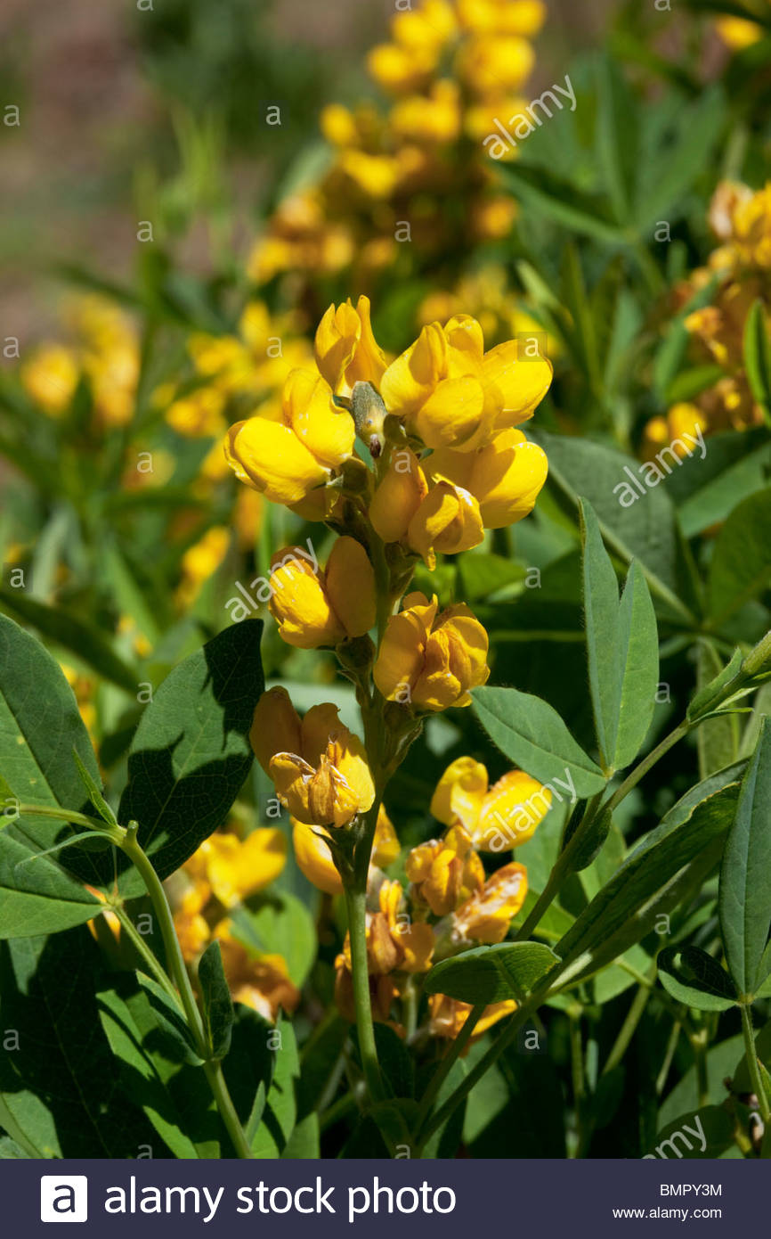 Thermopsis Rhombifolia High Resolution Stock Photography and Images - Alamy