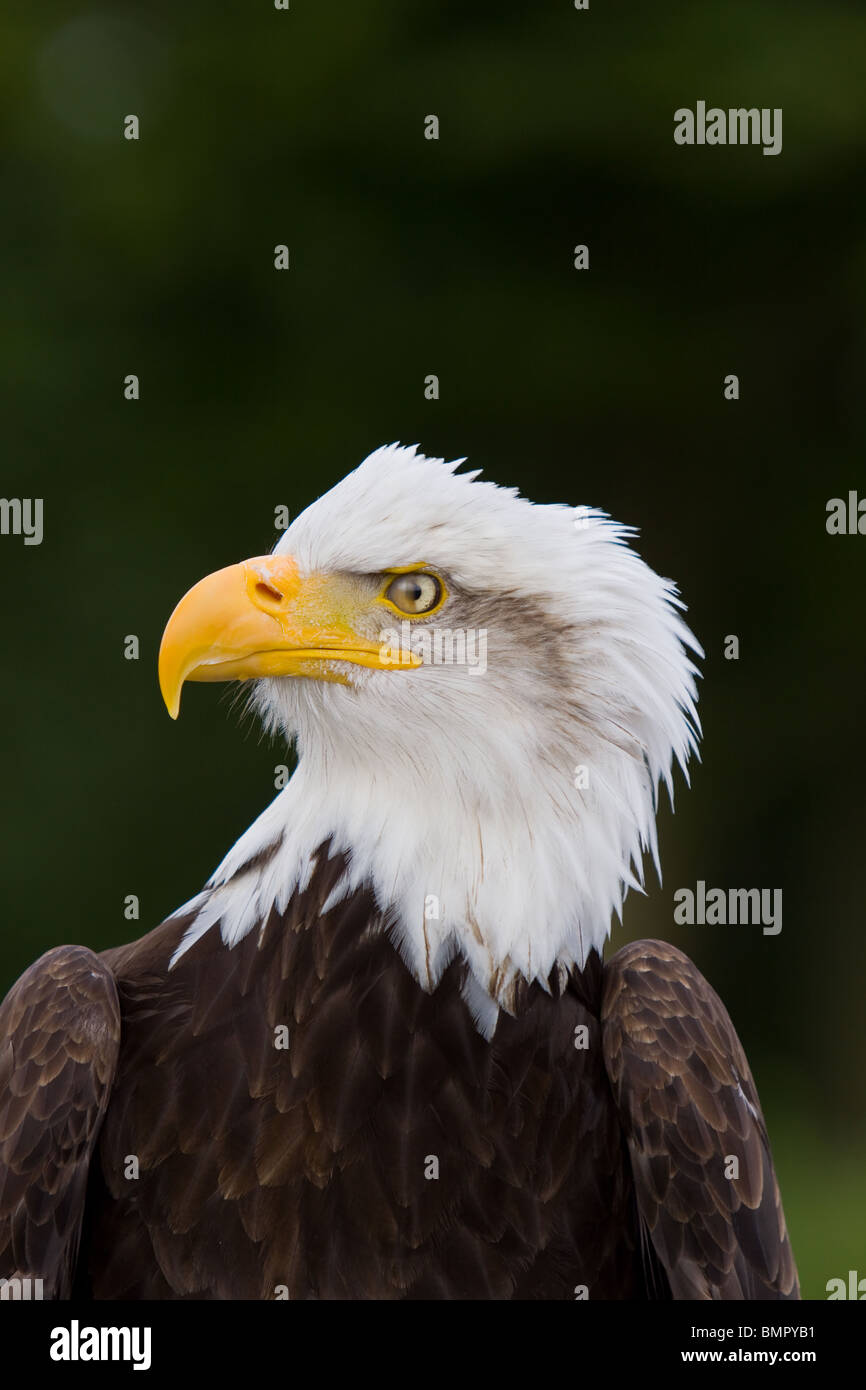 Bald eagle, Haliaeetus leucocephalus, showing nictating membrane across ...