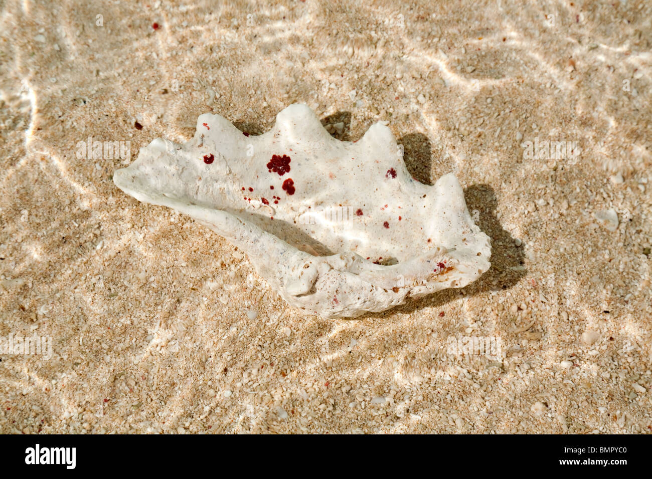 Seashell under clear water on beach at Mana Island, Fiji Stock Photo ...