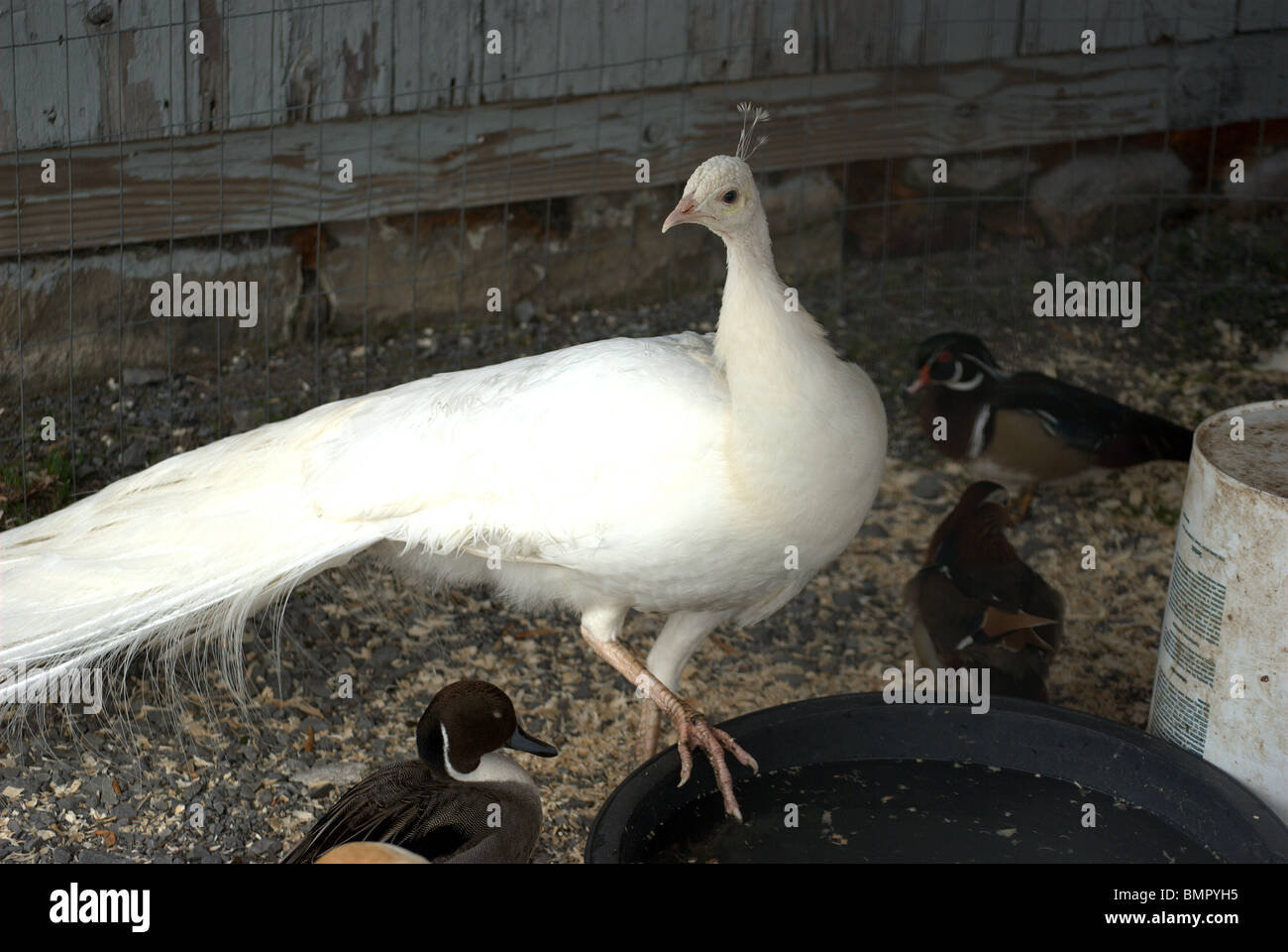 Pea fowl family hi-res stock photography and images - Alamy