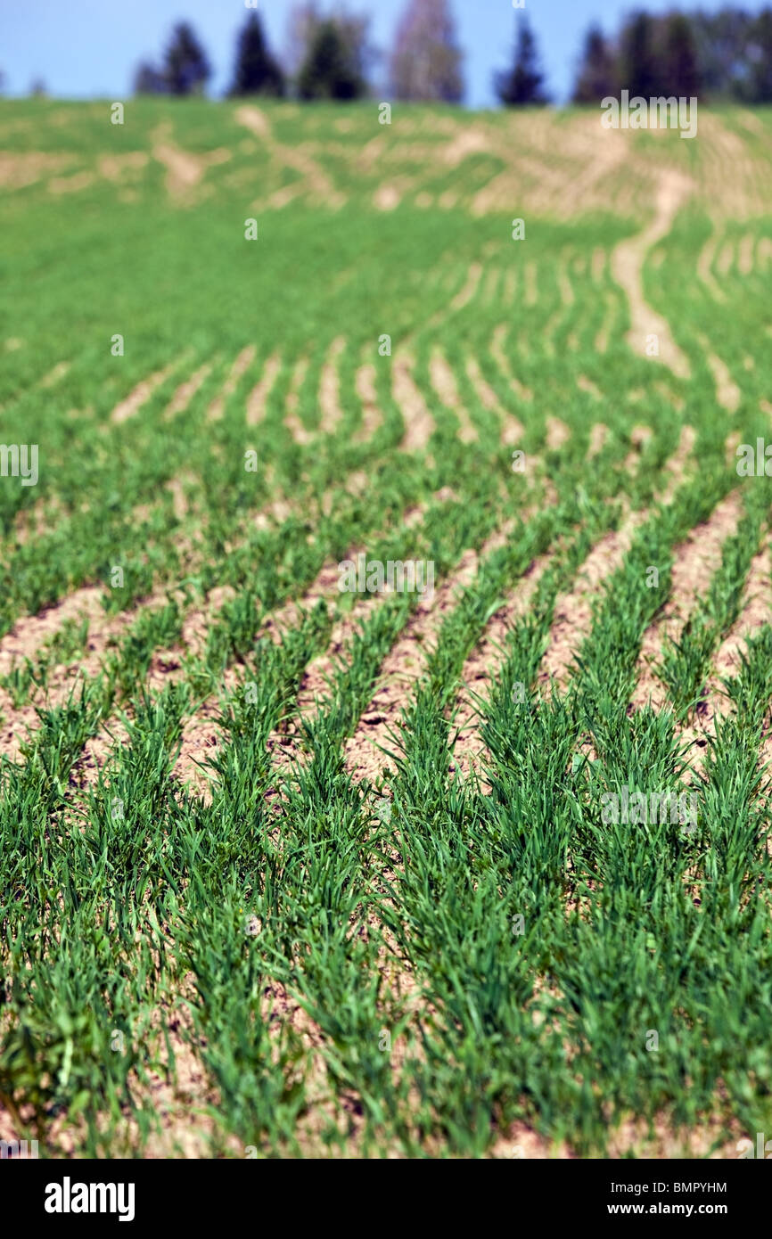 Vertical shot field grass hi-res stock photography and images - Alamy