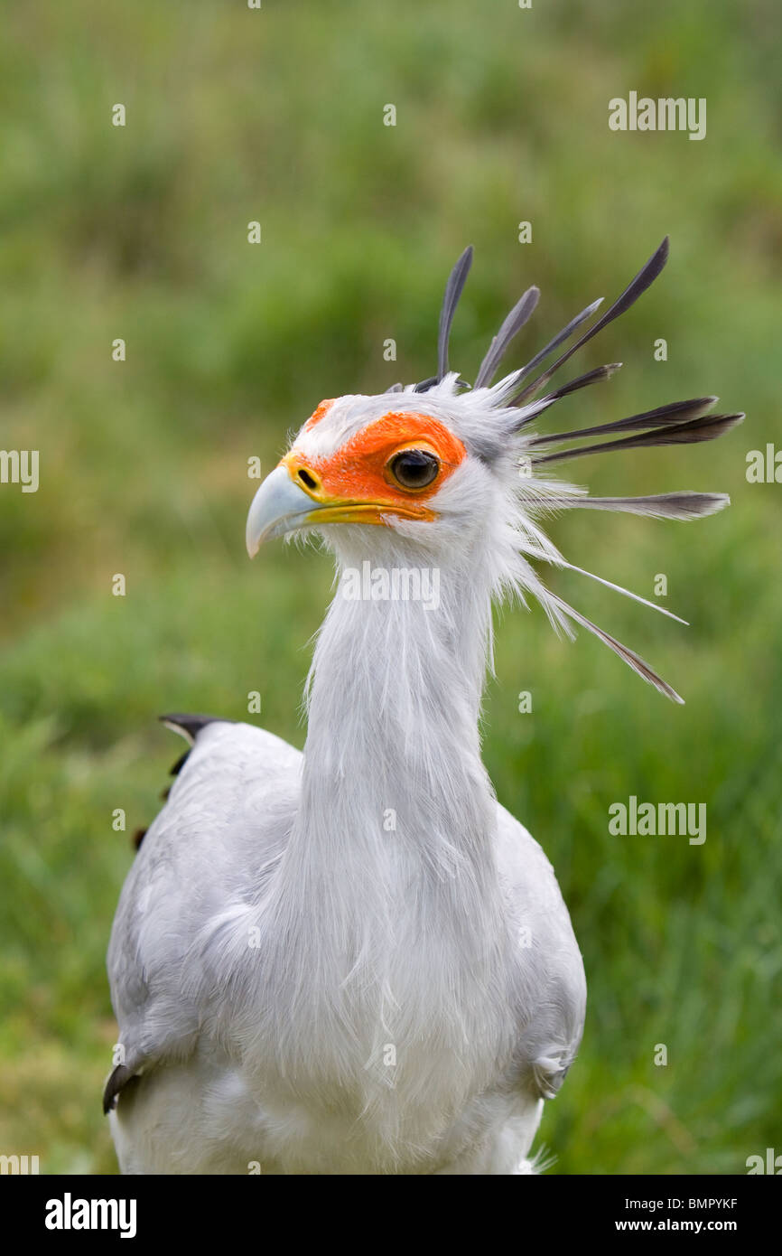 Secretary bird, Sagittarius serpentarius Stock Photo - Alamy