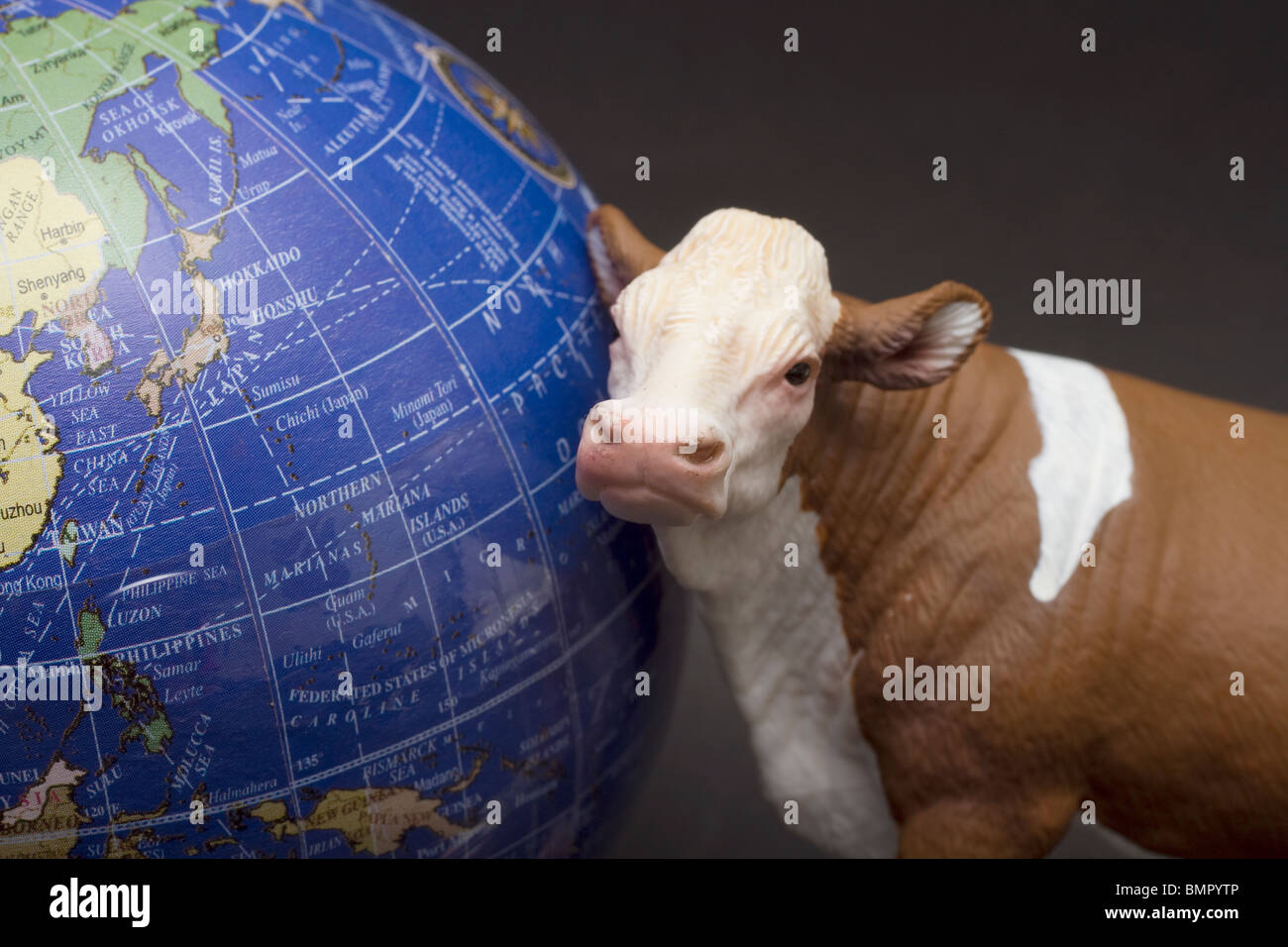 Cow with world map hi-res stock photography and images - Alamy