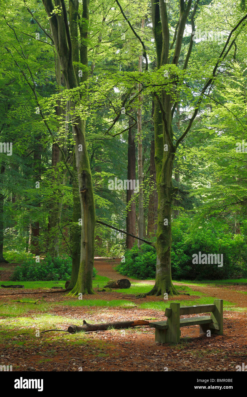 Quiet Spot in the Forest Stock Photo - Alamy