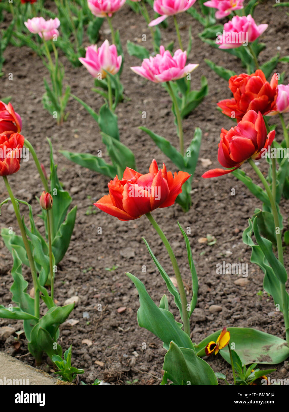 Tulips in full bloom Stock Photo - Alamy