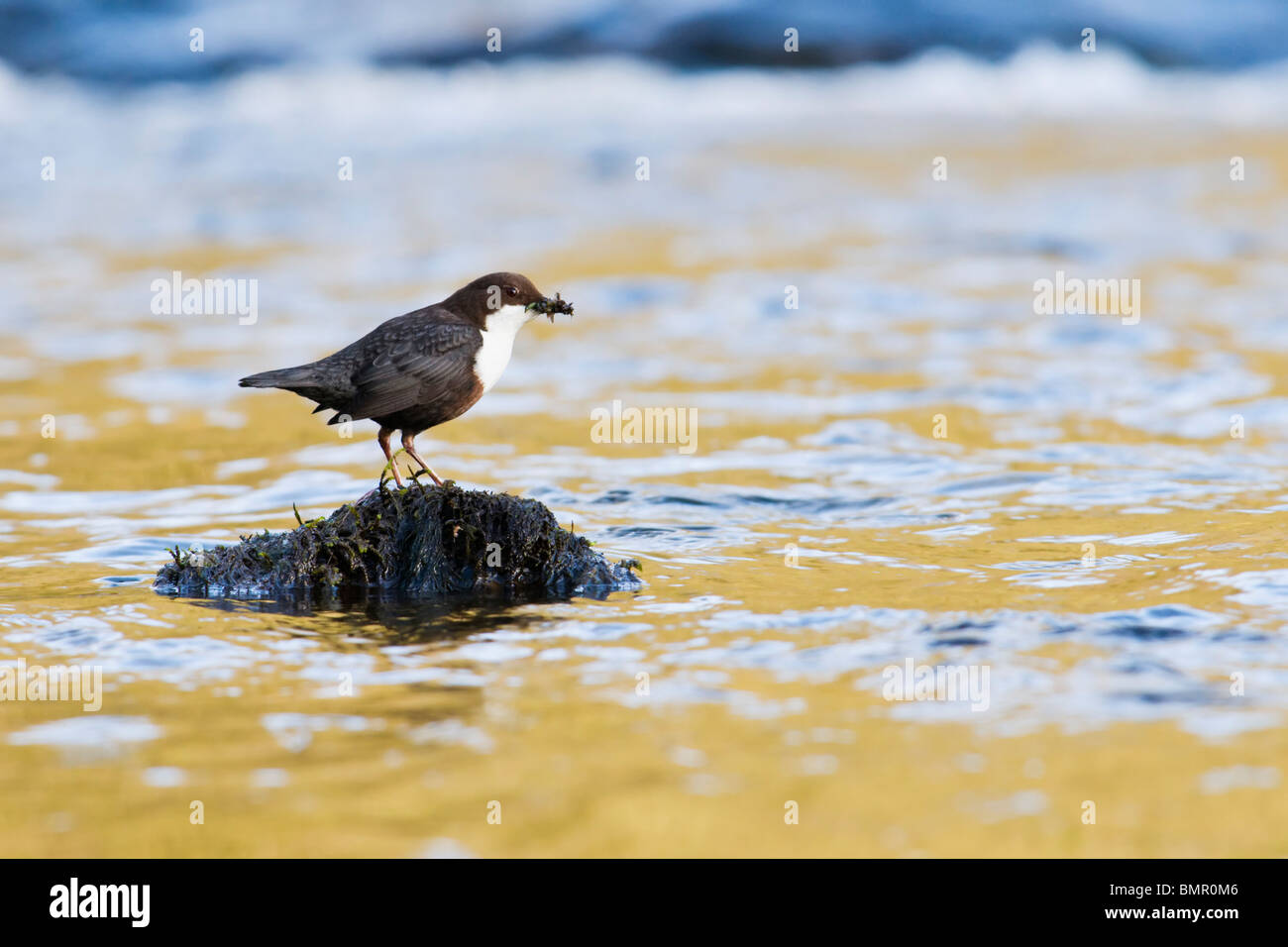 Dipper on river in hi-res stock photography and images - Alamy