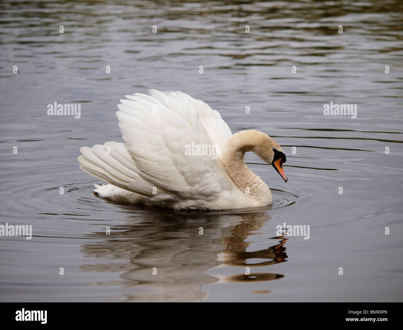 A swan lifting its wings on Bolam lake in Northumberland, England, UK ...