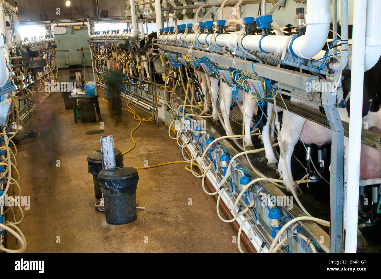 Milking stations hi-res stock photography and images - Alamy