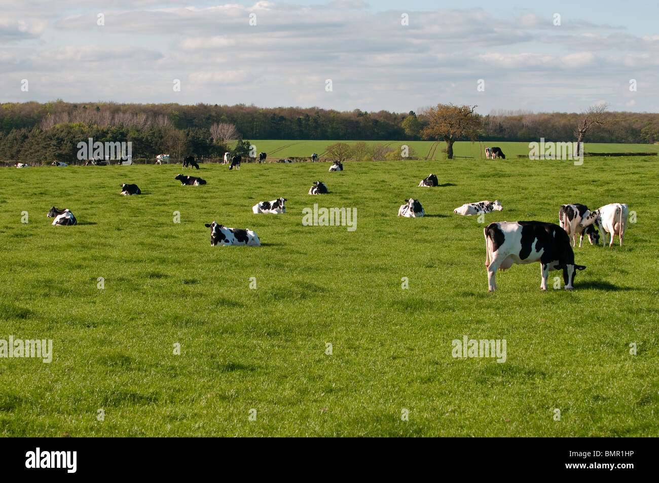 Dairy cows in fields, Leicestershire, England Stock Photo - Alamy