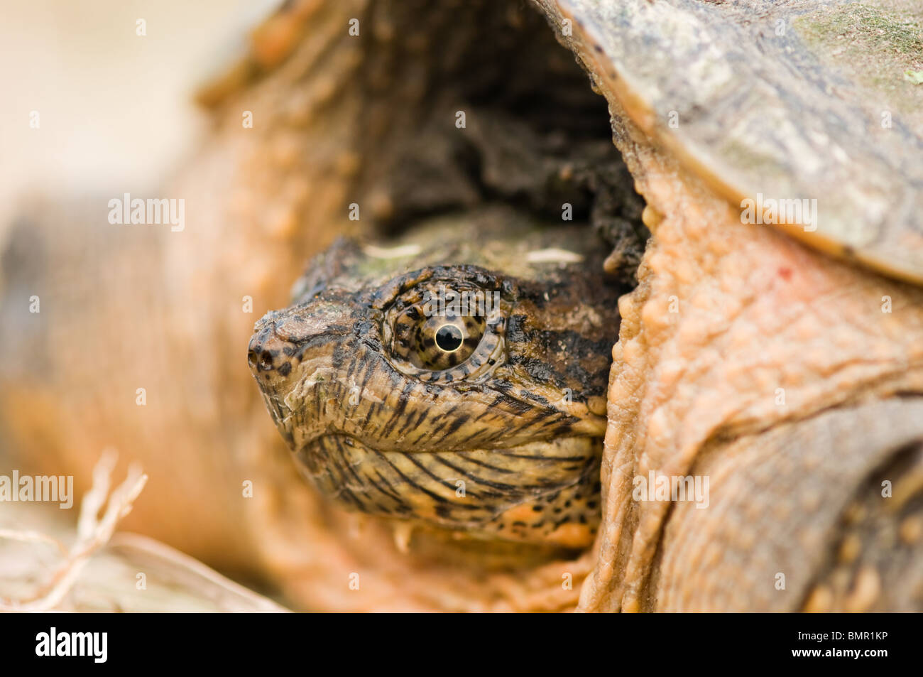 macro view of snapping turtle head Stock Photo - Alamy